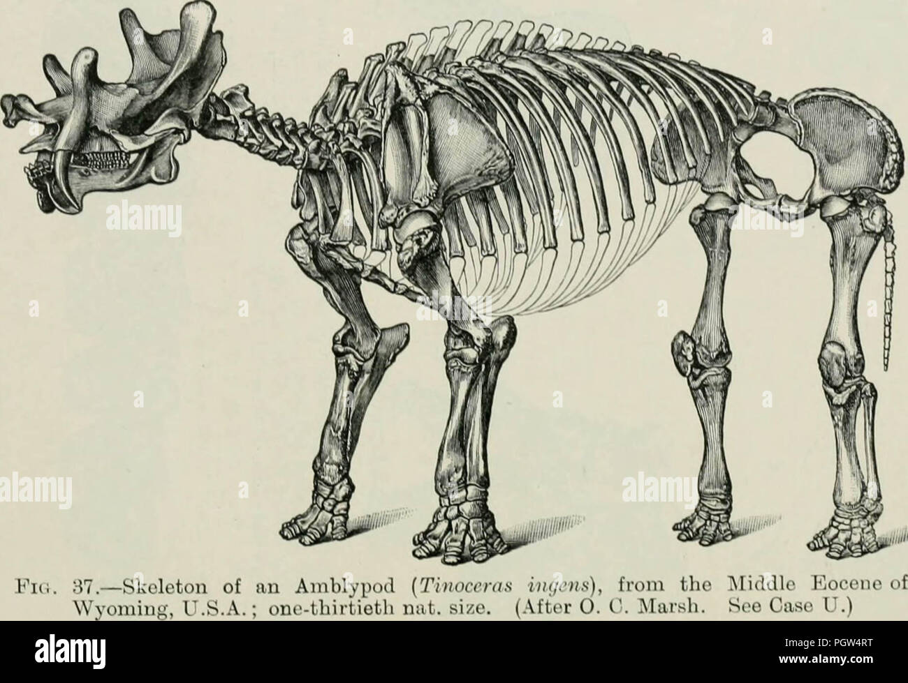 "A guide to the fossil mammals and birds in the Department of geology ...