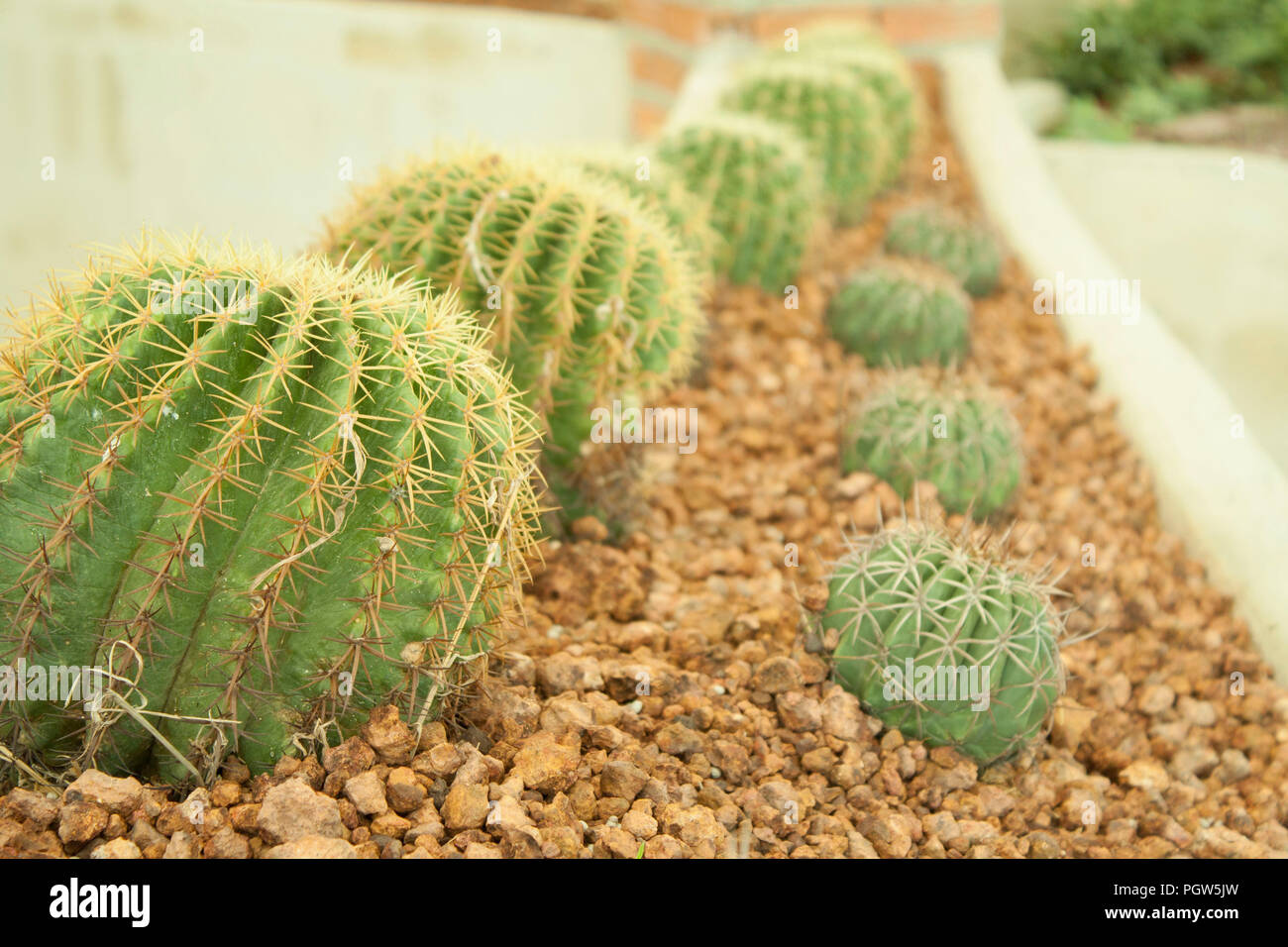 background nature beautiful big cactus in garden Stock Photo - Alamy