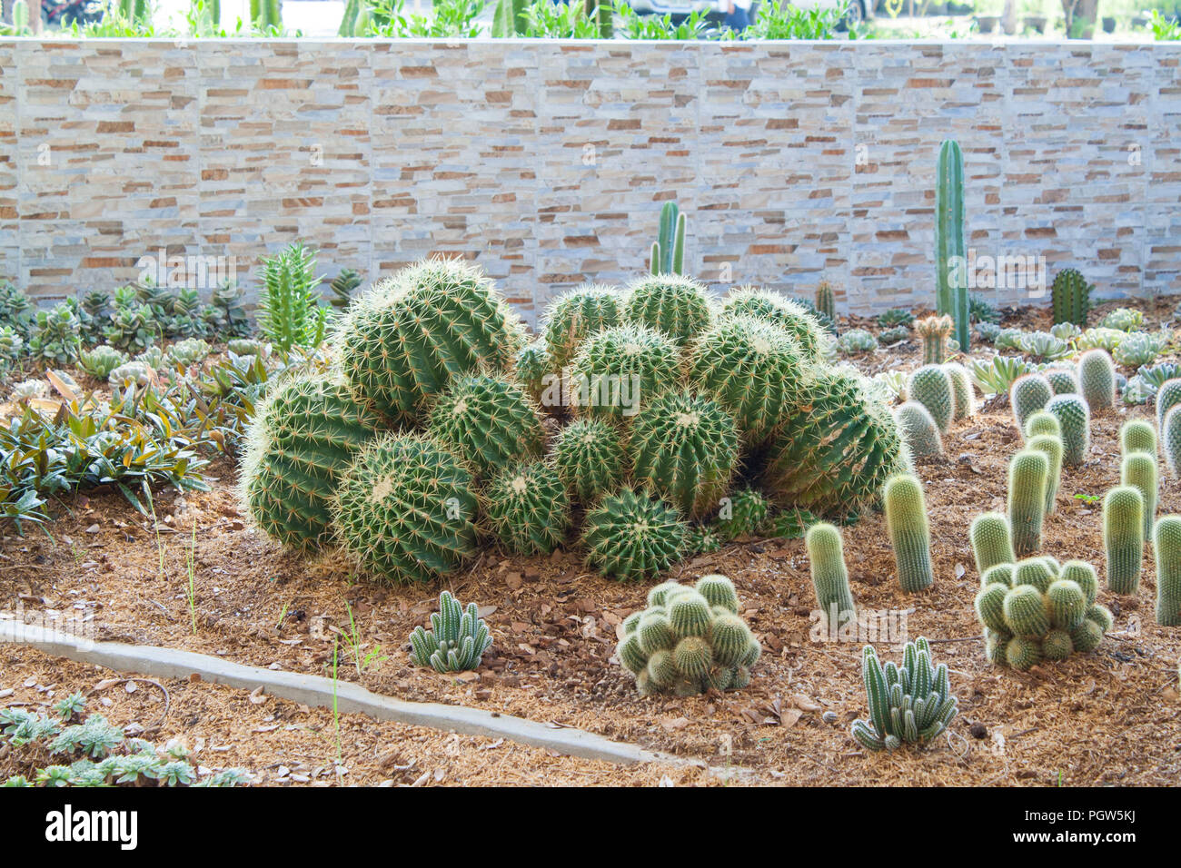 Big round cacti hi-res stock photography and images - Alamy