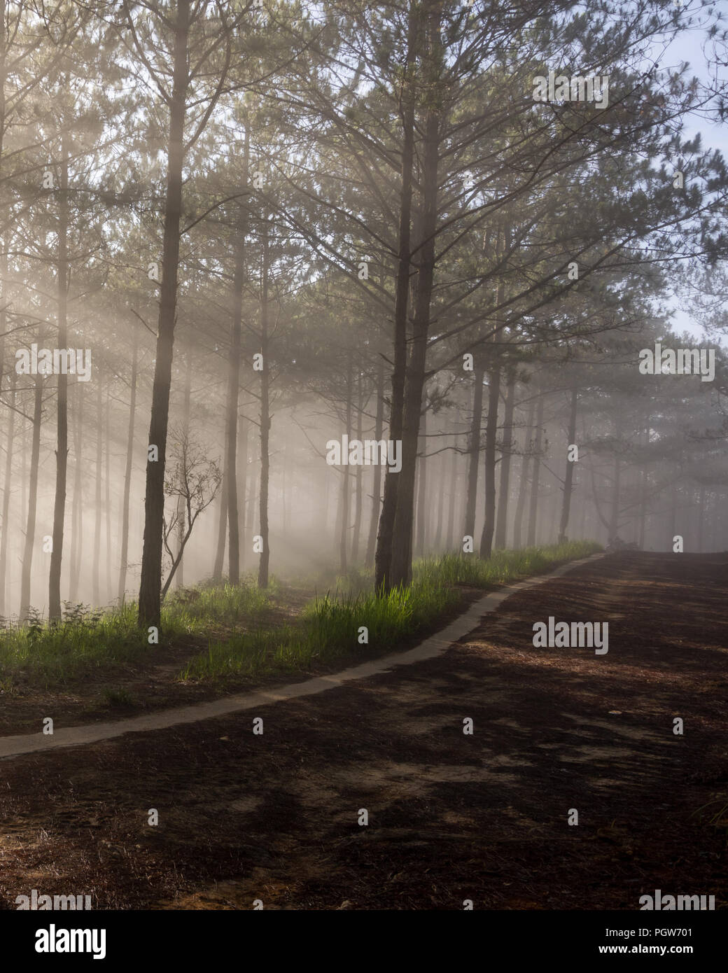 Best of background pine forest with fog and sun rays Stock Photo - Alamy