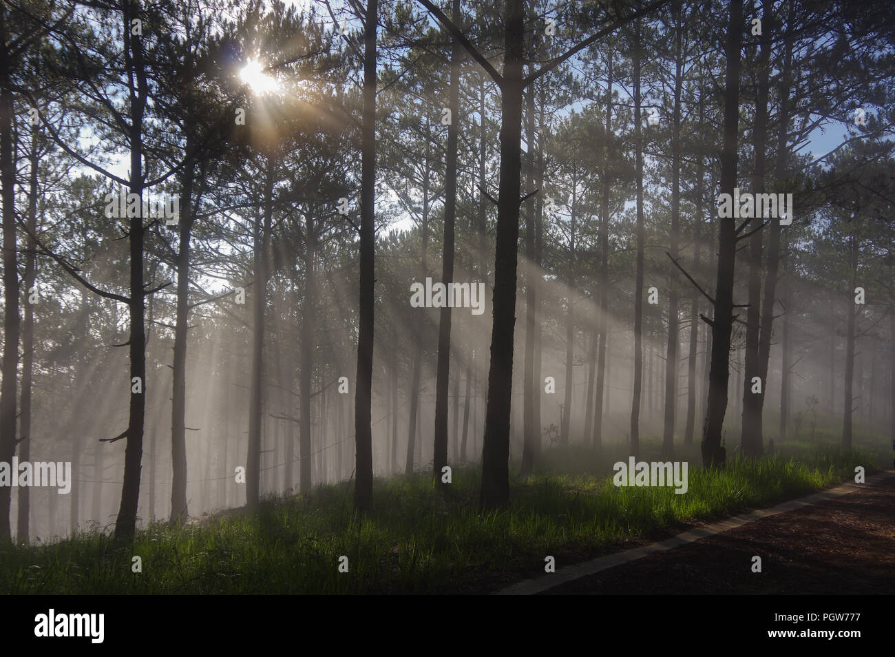 Best of background pine forest with fog and sun rays Stock Photo - Alamy