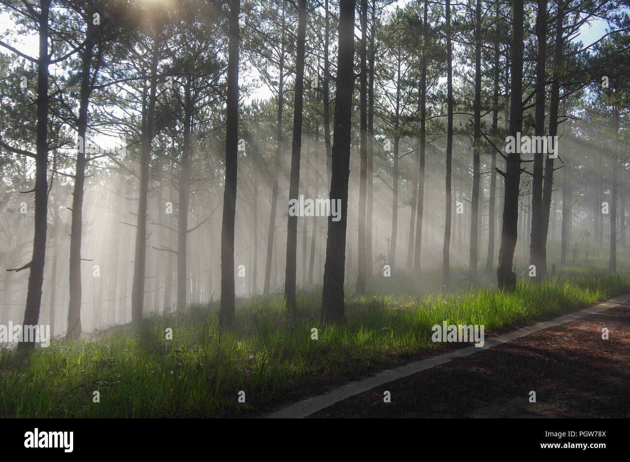 Best of background pine forest with fog and sun rays Stock Photo - Alamy