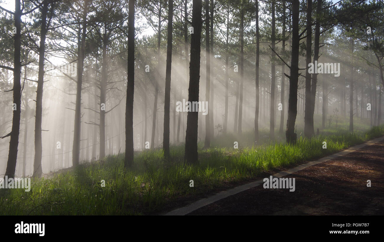 Best of background pine forest with fog and sun rays Stock Photo - Alamy