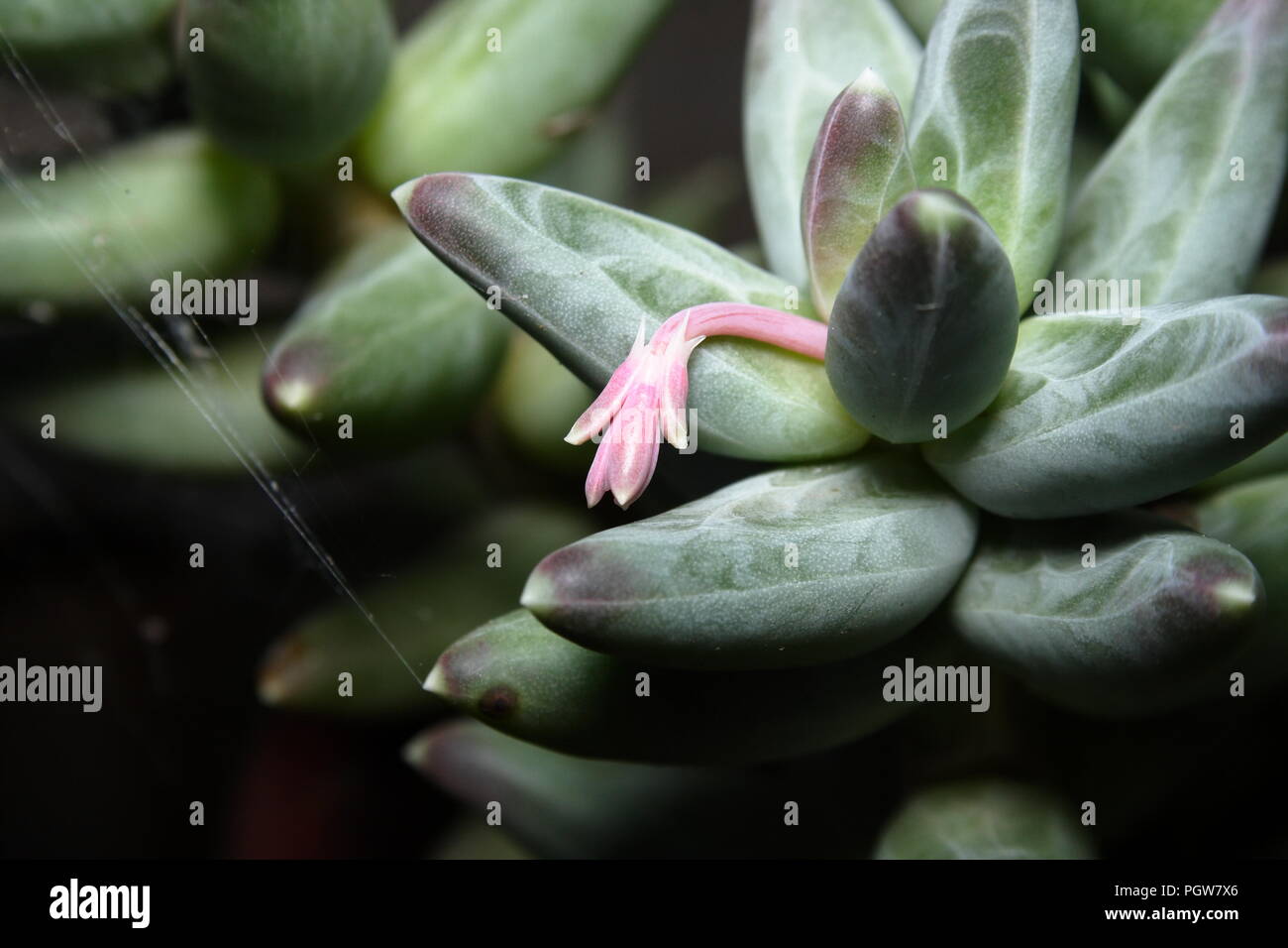 Pachyphytum hi-res stock photography and images - Alamy