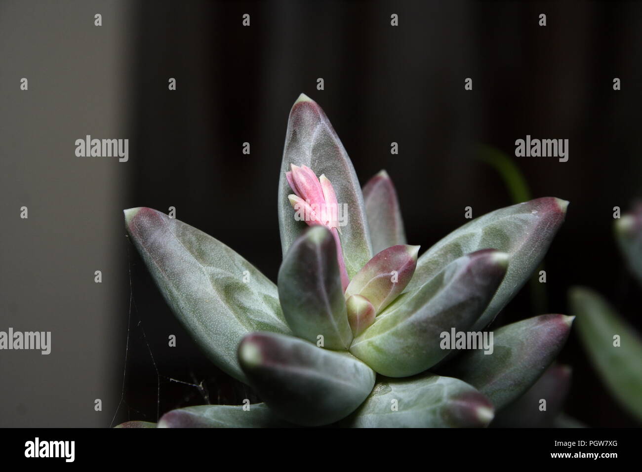 Flowering Pachyphytum compactum Stock Photo - Alamy