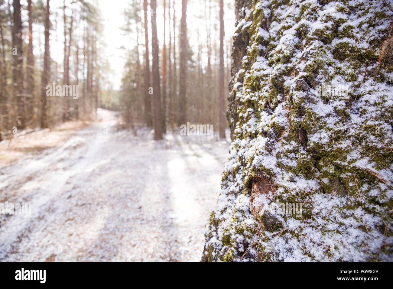 Beautiful sunshine and snow in Moscow forest. Moss on the tree. End of ...