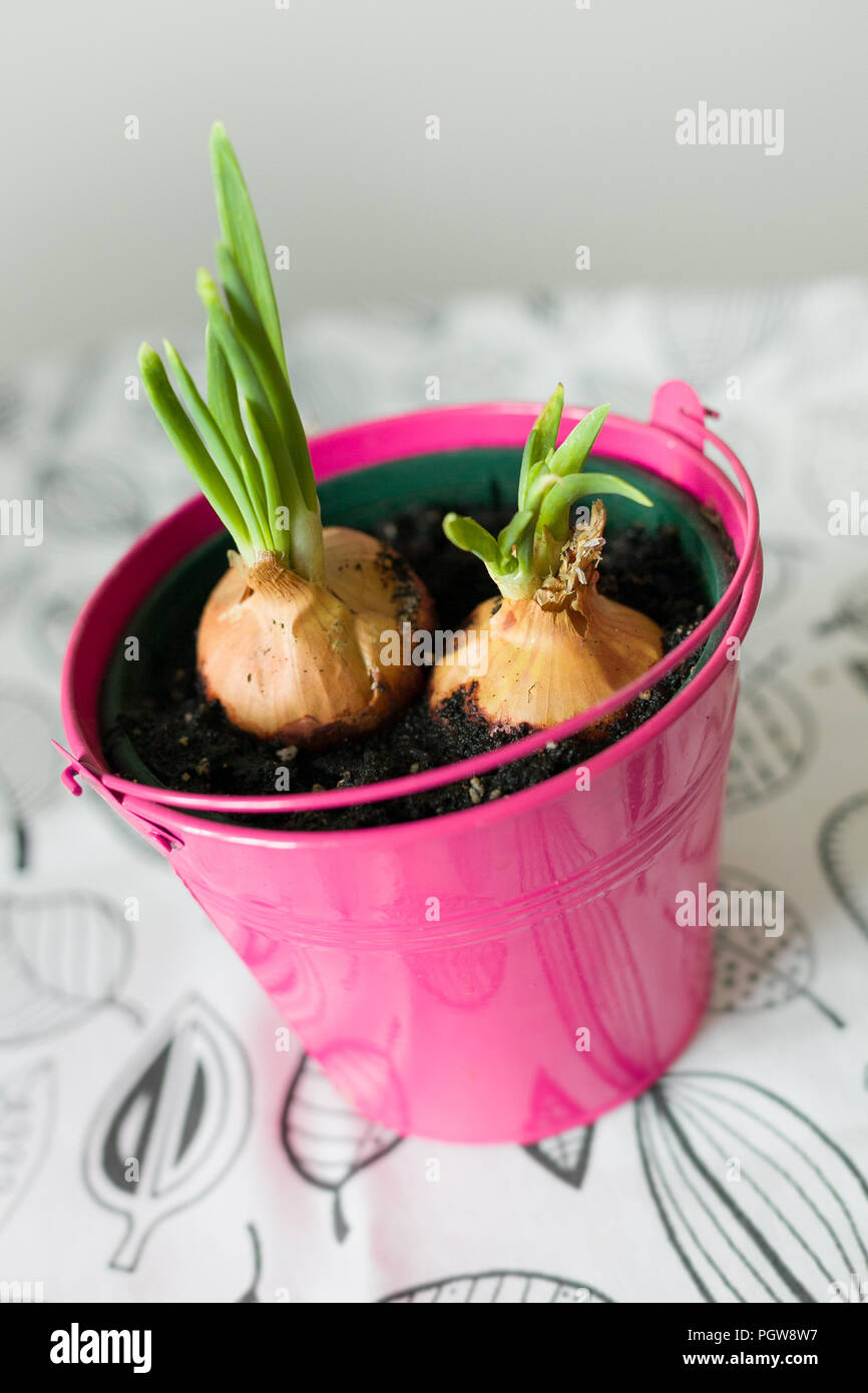 Early spring green onions growing in a bright pink pot Stock Photo - Alamy