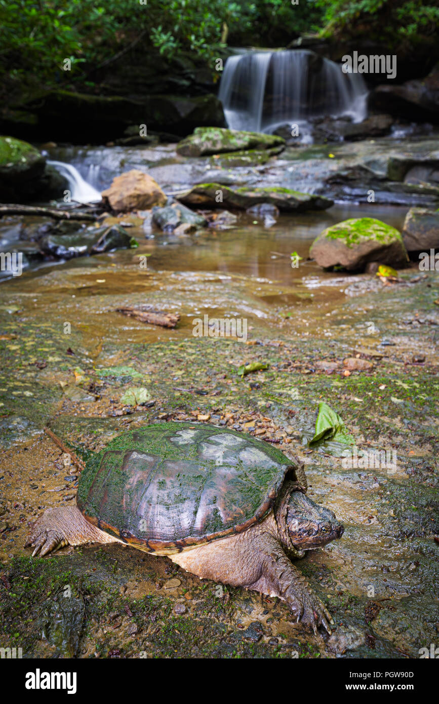 A large snapping turtle is seen resting below a water, photo shot ...
