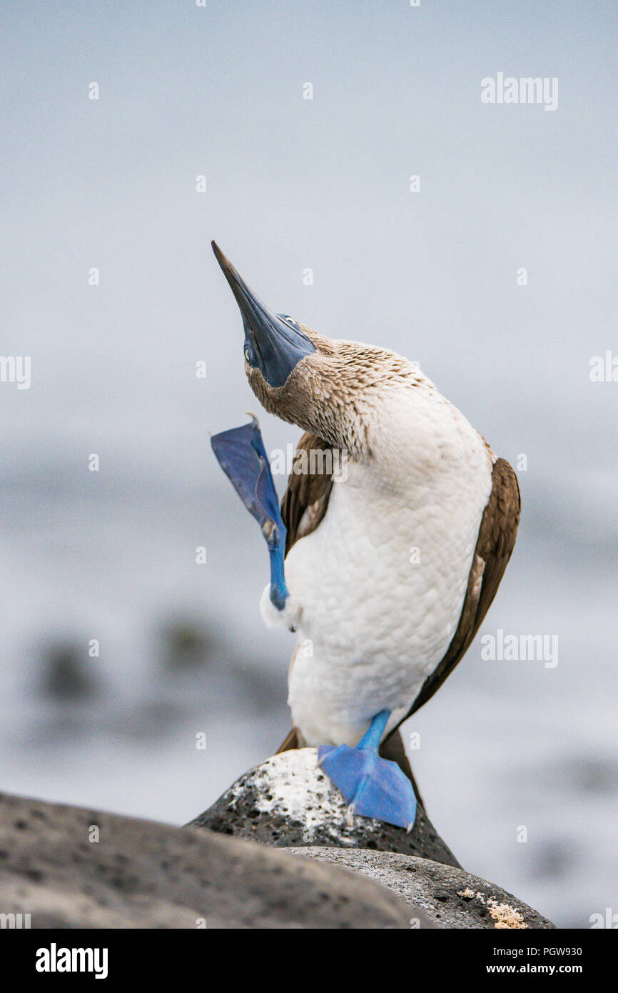 Blue Footed Booby in Galapagos Stock Photo - Alamy