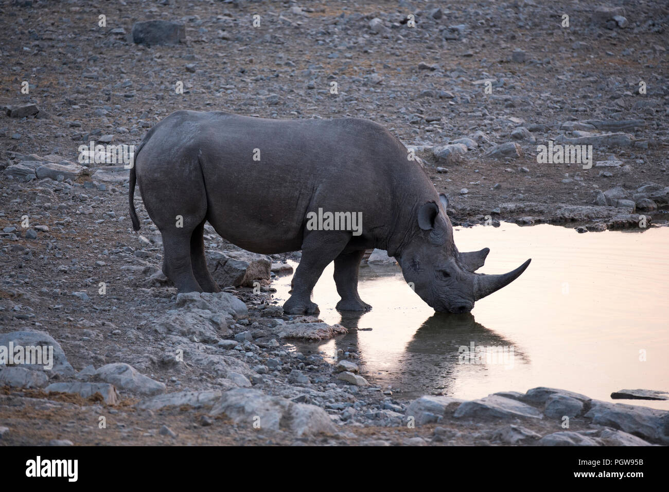 Rhino drinking water at sunset in Namibia Stock Photo - Alamy