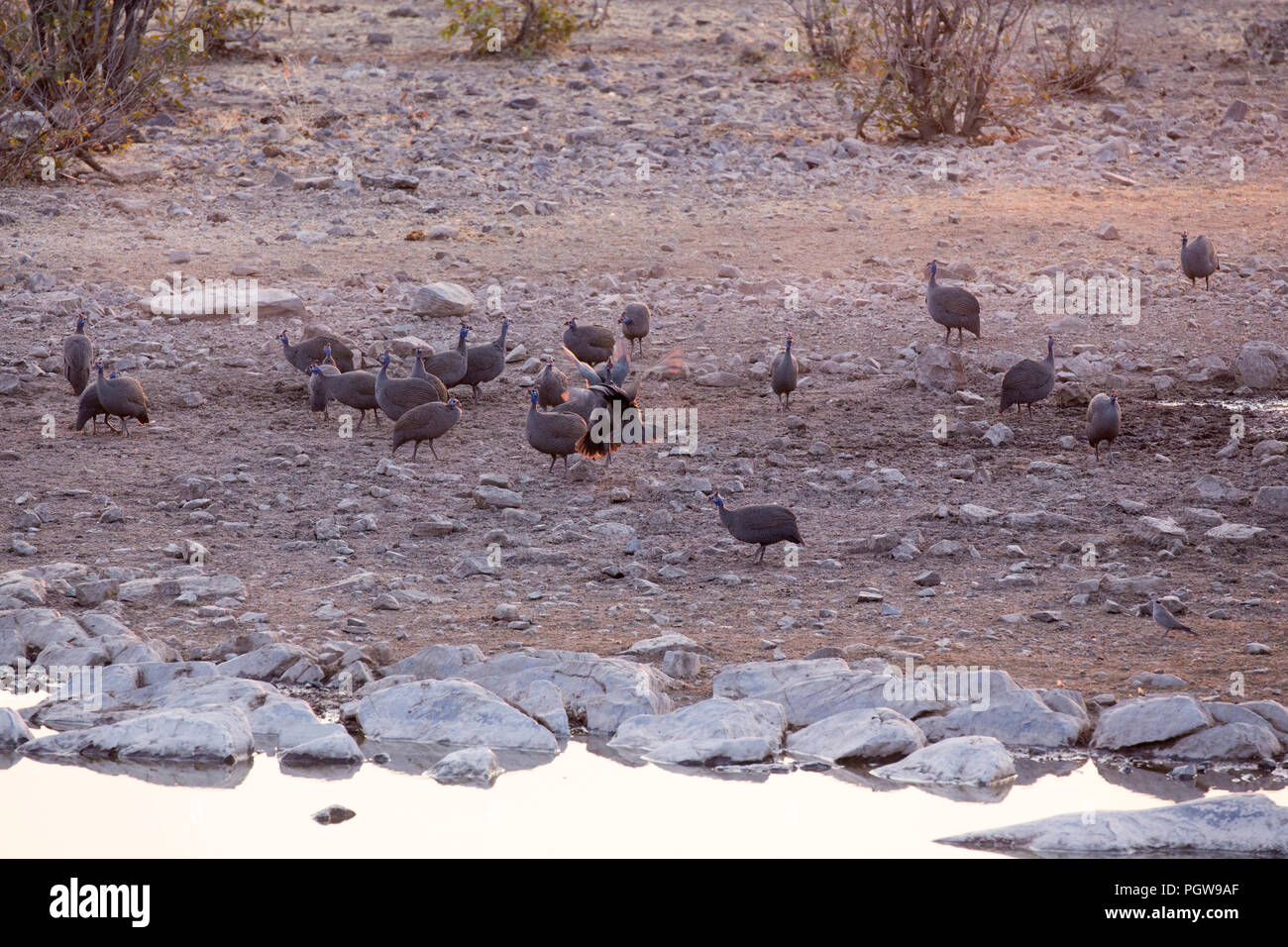 Two helmeted guineafowl fighting at Etosha National Park, Namibia Stock ...
