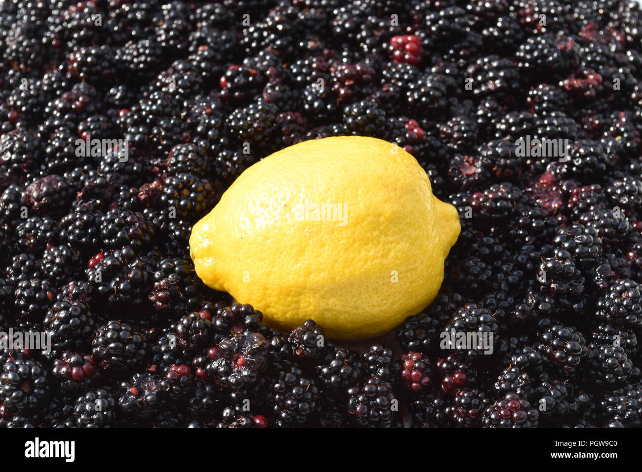Fresh Lemon on a bed of Blackberries Stock Photo - Alamy