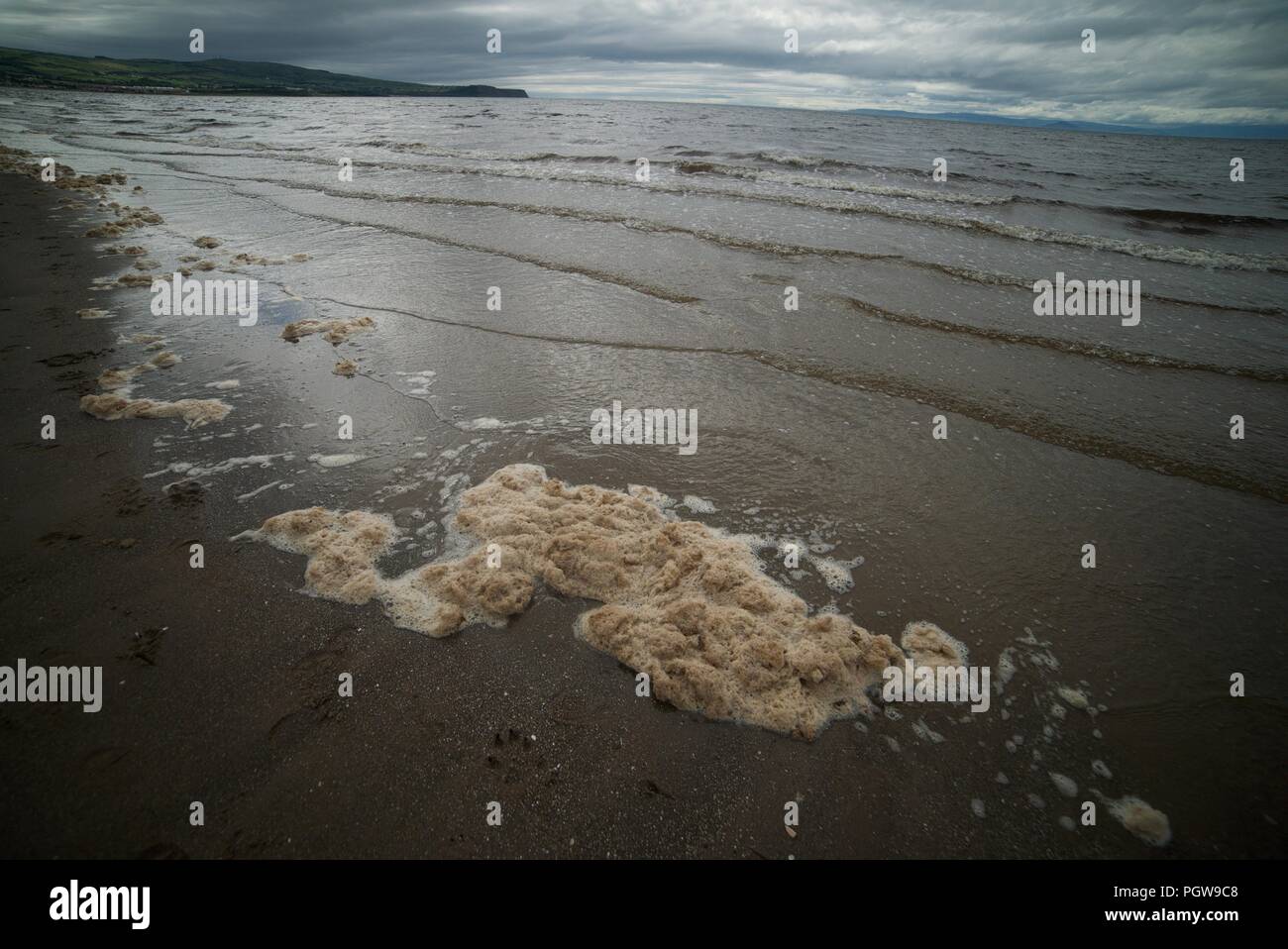 Sea foam in the water at a sandy beach in the UK, sea foam is also ...