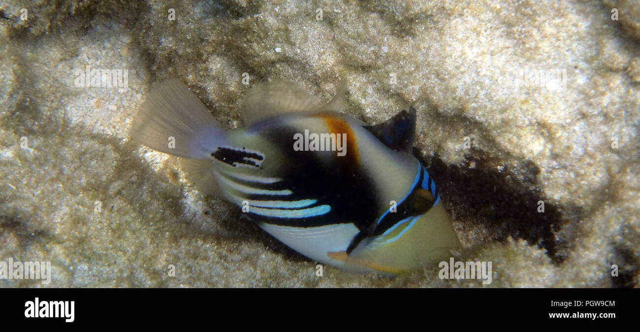 Picasso fish hi-res stock photography and images - Alamy