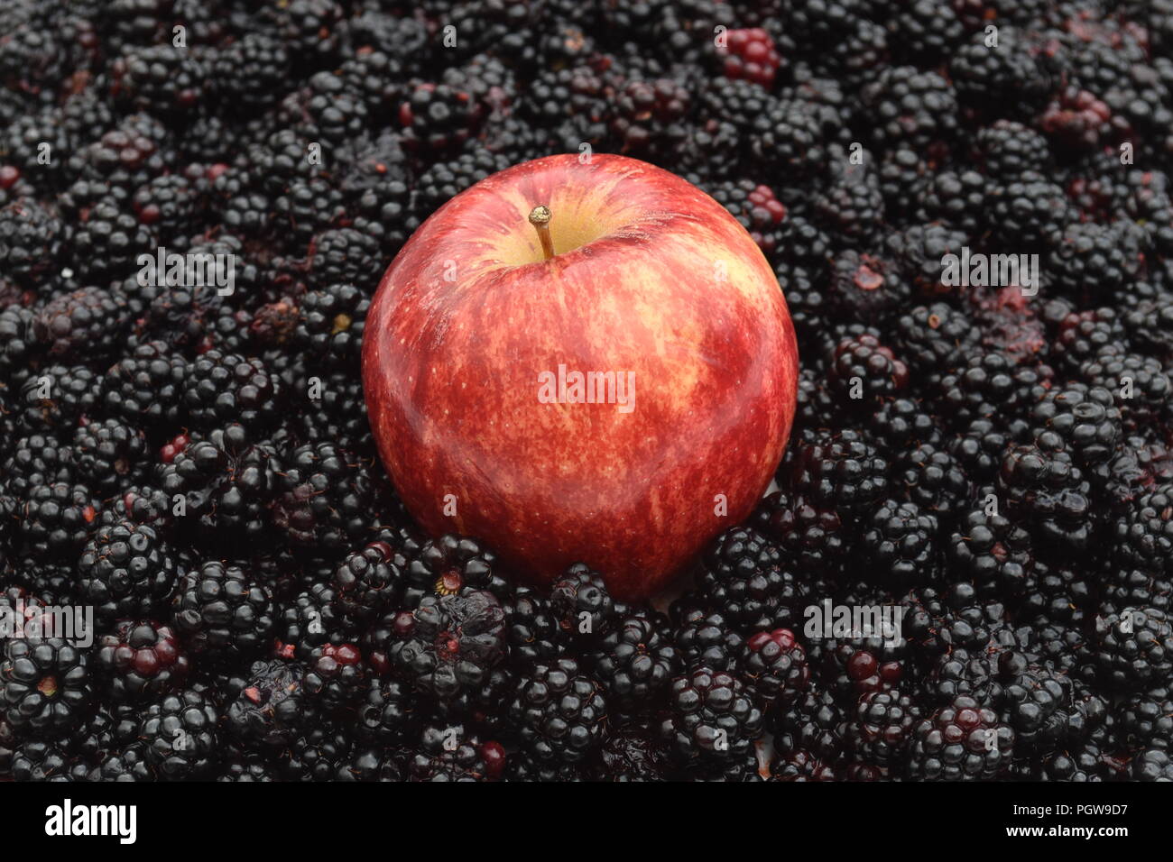 Red apple berries hi-res stock photography and images - Alamy