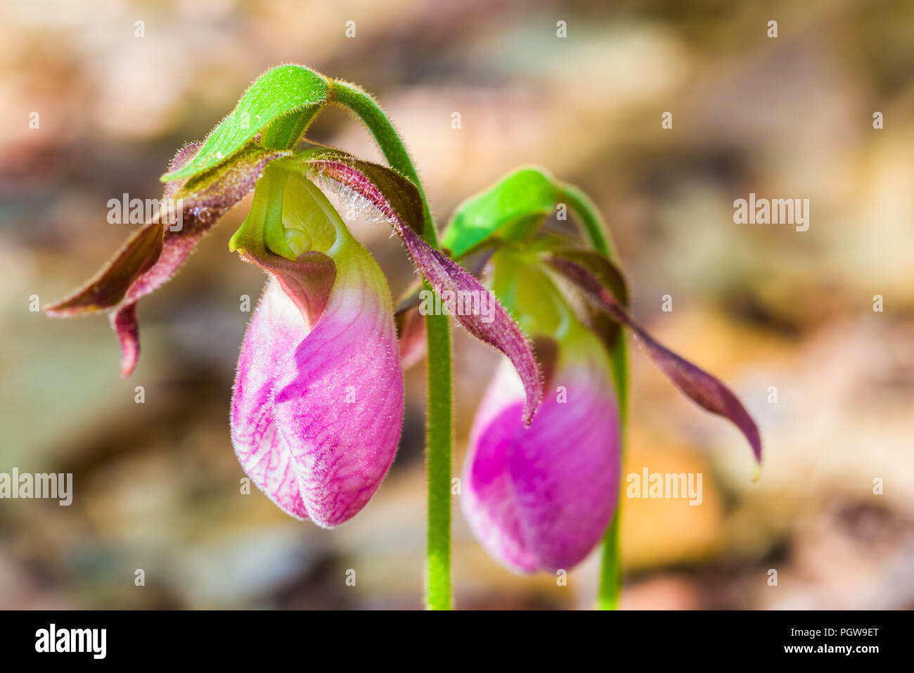 Lady slippers hi-res stock photography and images - Alamy