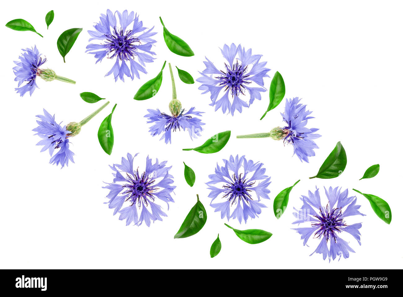 Blue cornflower isolated on white background macro. Top view. Flat lay ...