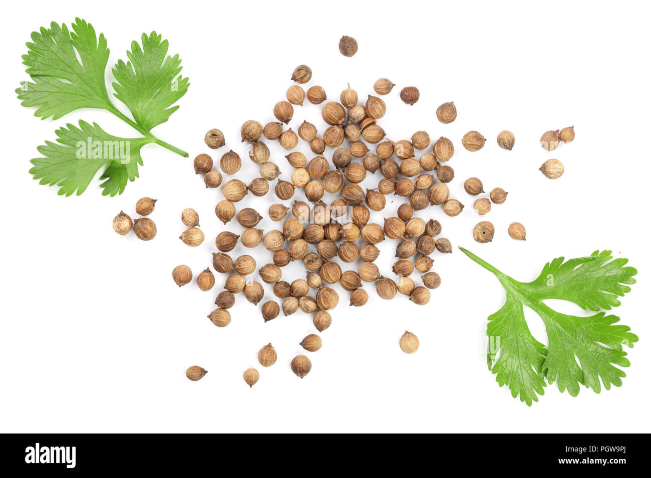 coriander seed and leaves isolated on white background. Top view. Flat ...
