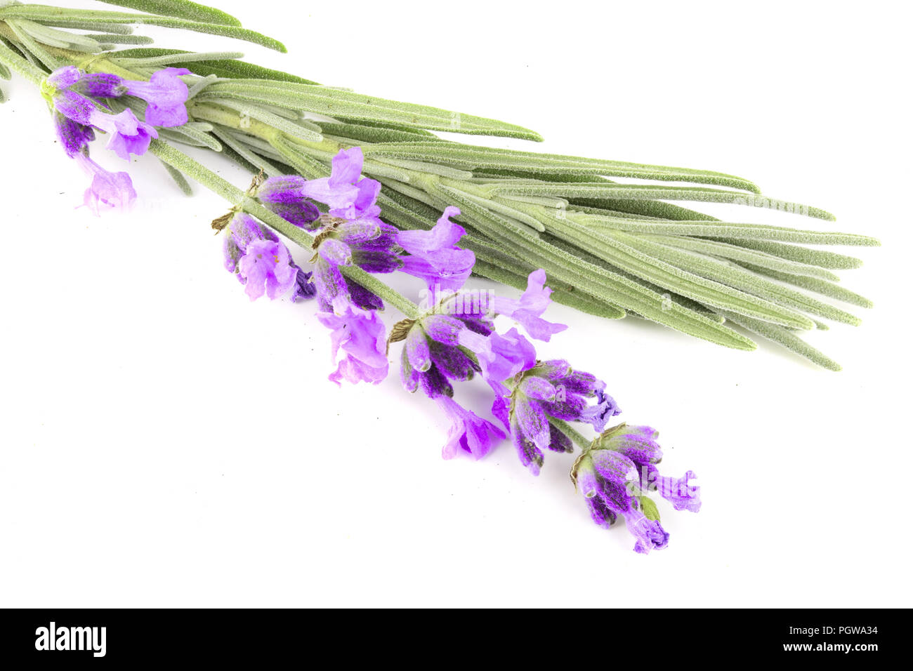 Sprig lavender hi-res stock photography and images - Alamy
