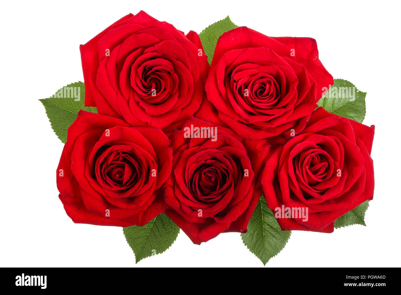 Five Petal Red Rose High Resolution Stock Photography and Images - Alamy