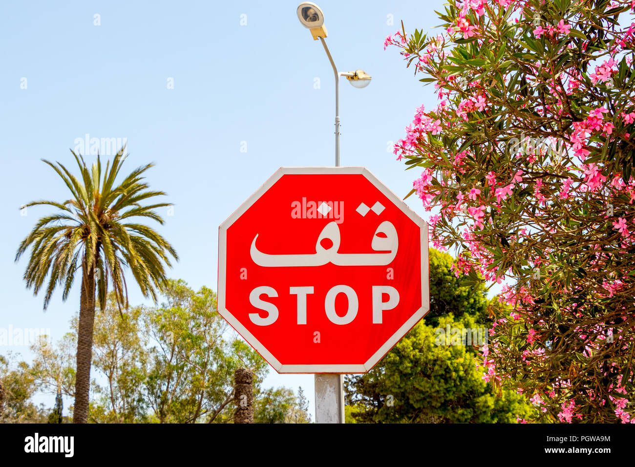 Stop sign on background blooming pink oleander flowers and palm tree ...