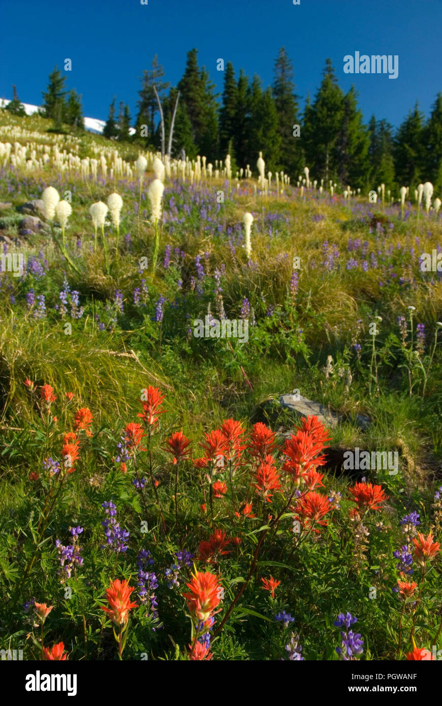 Coffin Mountain Trail High Resolution Stock Photography and Images - Alamy
