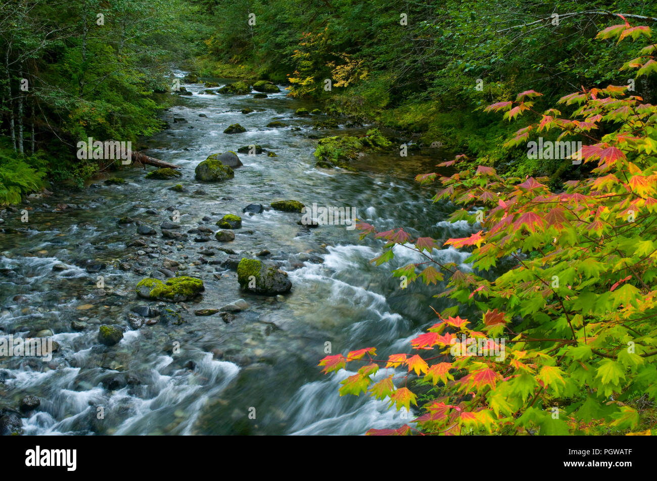 Little North Fork Santiam River State Scenic Waterway, Opal Creek ...