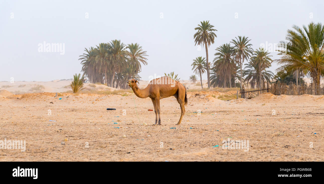 Image of a camel in desert Sahara on background palm trees, Tunisia ...