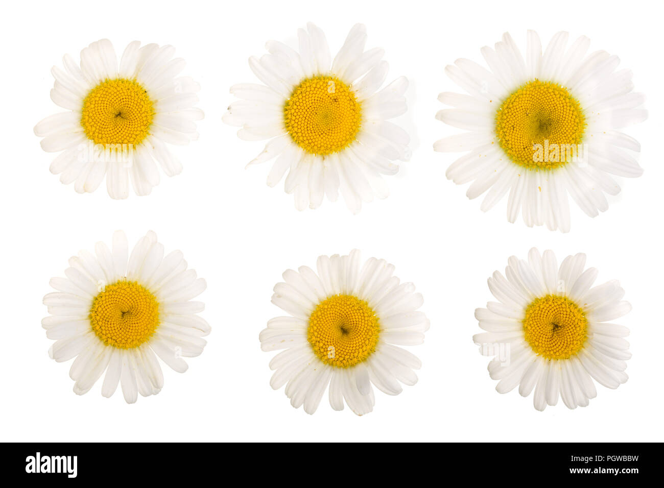 Flat daisy set chamomile Cut Out Stock Images & Pictures - Alamy
