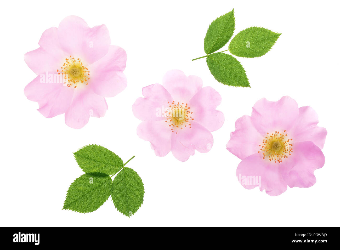 Rosehip flower with leaf isolated on white background close up Stock ...