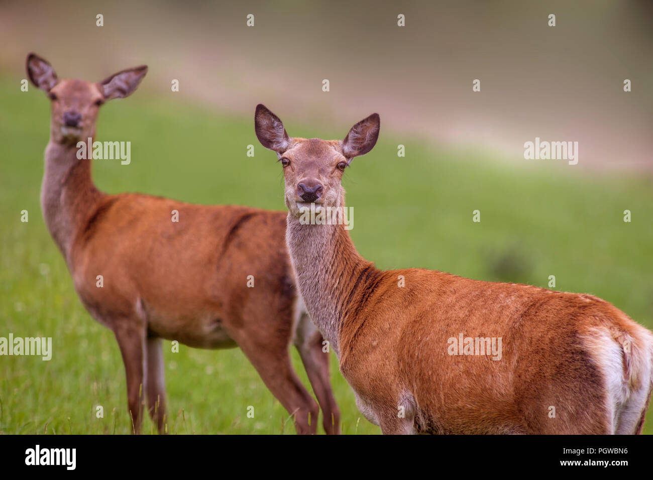 Roe doe deer twins hi-res stock photography and images - Alamy