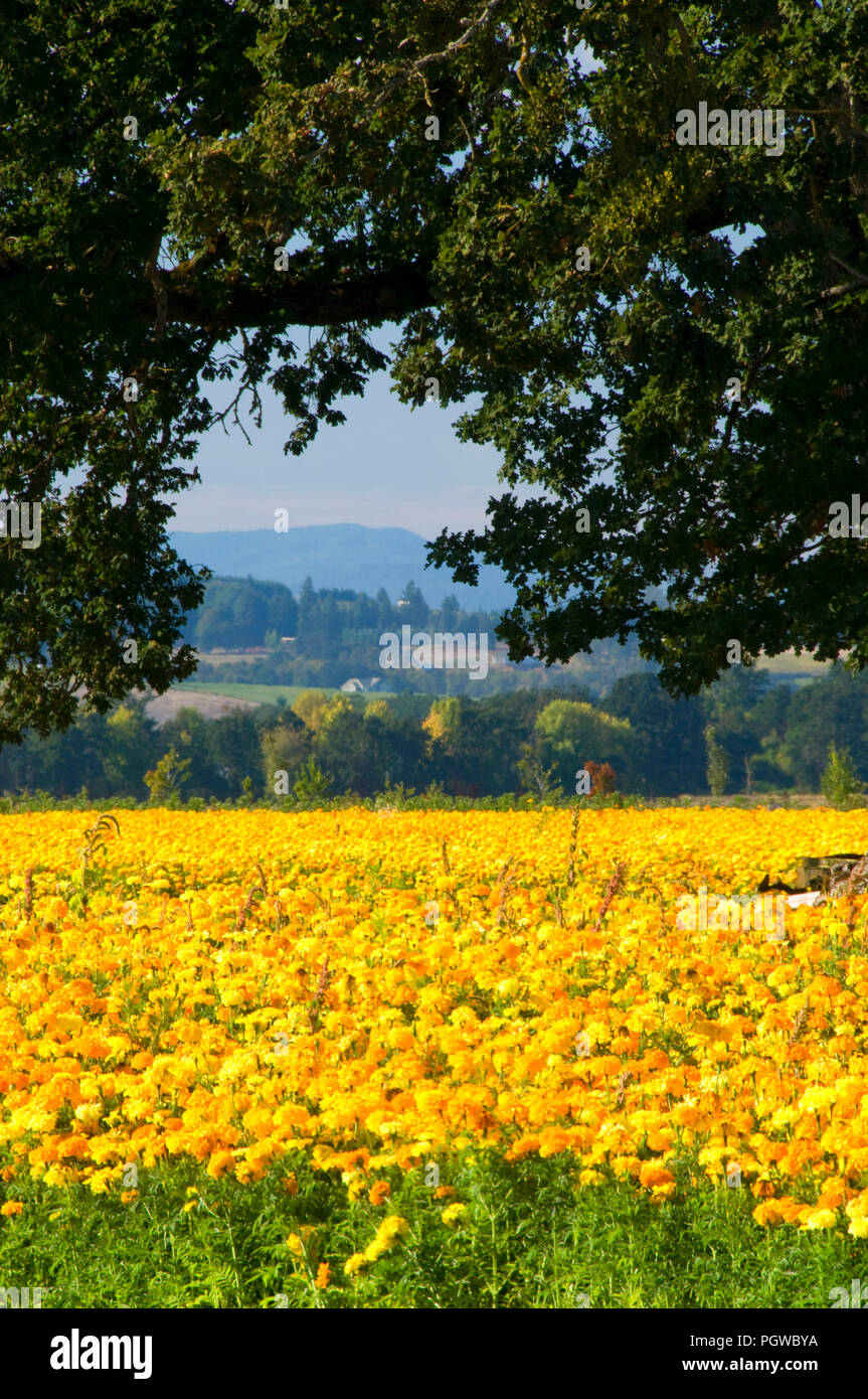 Marigold field under oak, Yamhill County, Oregon Stock Photo - Alamy