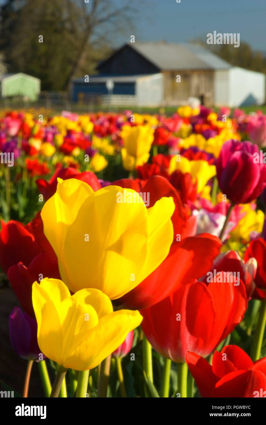 Tulip field with barn, Wooden Shoe Bulb Co., Clackamas County, Oregon ...