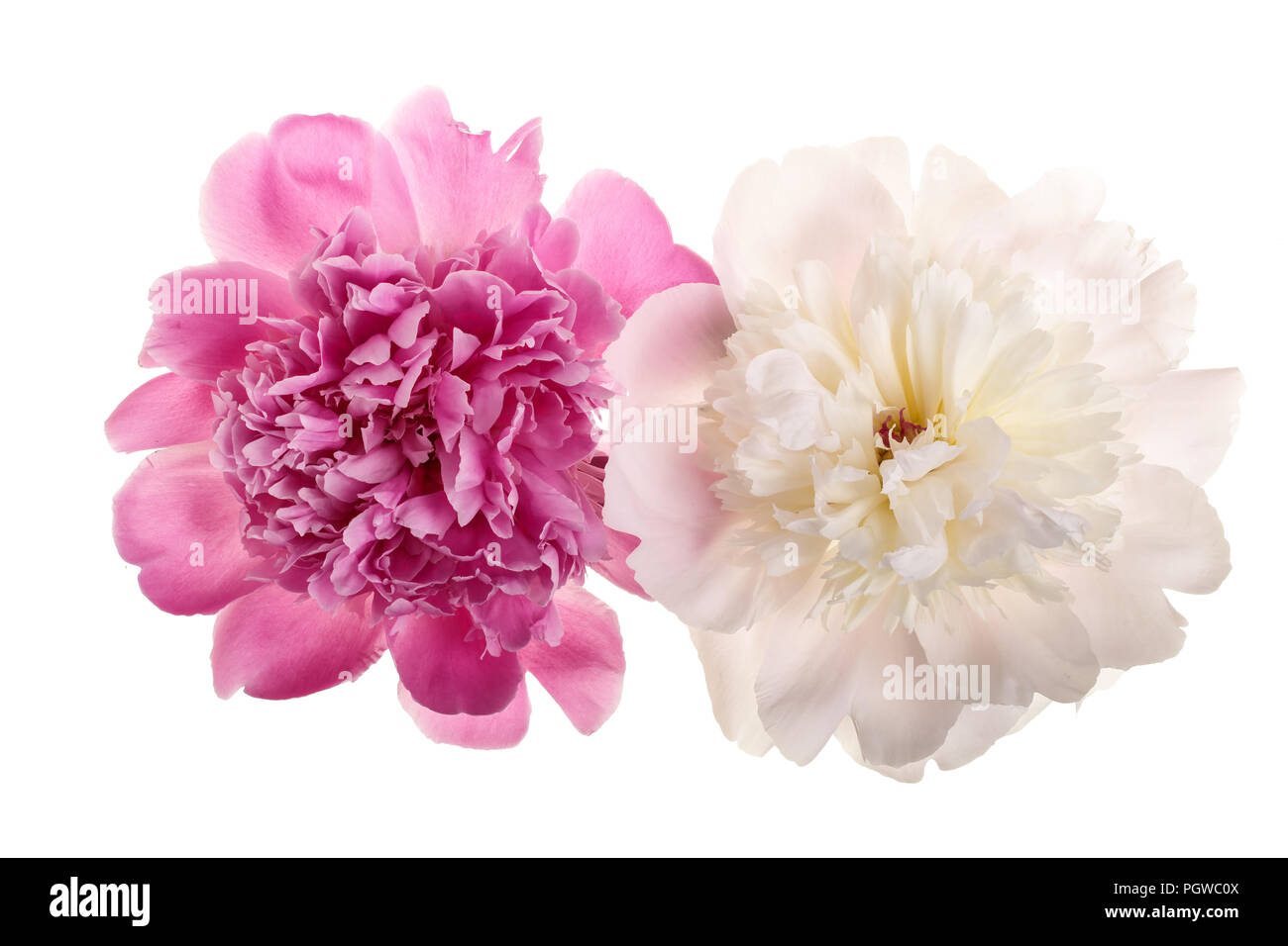 peony flower isolated on white background close up Stock Photo - Alamy
