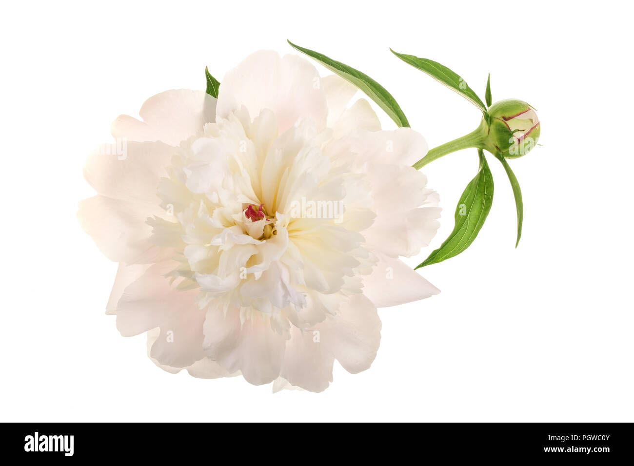 peony flower isolated on white background close up Stock Photo - Alamy