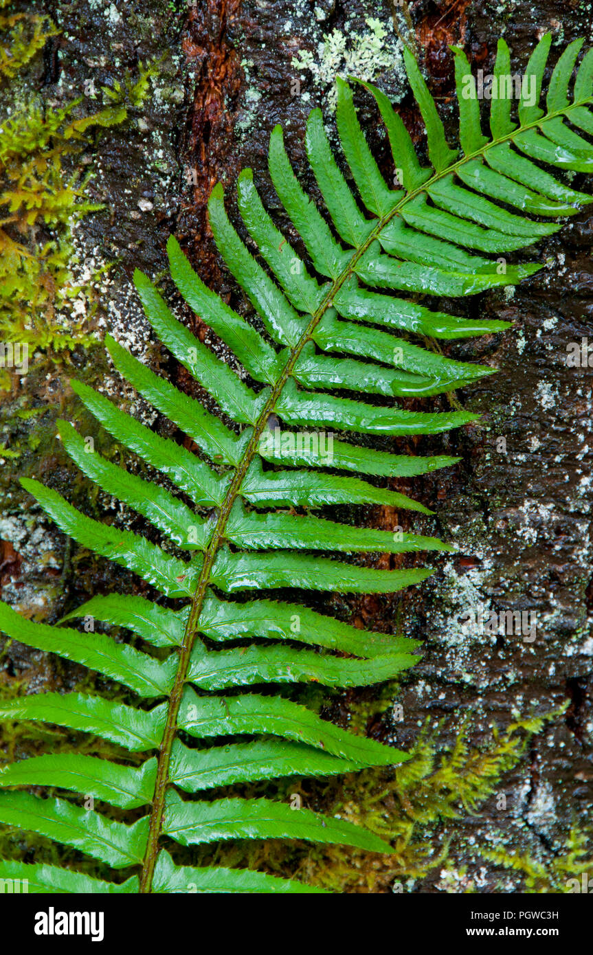 Sword fern, Magness Memorial Tree Farm, Oregon Stock Photo - Alamy
