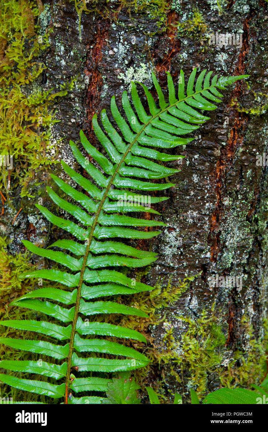 Sword fern, Magness Memorial Tree Farm, Oregon Stock Photo - Alamy
