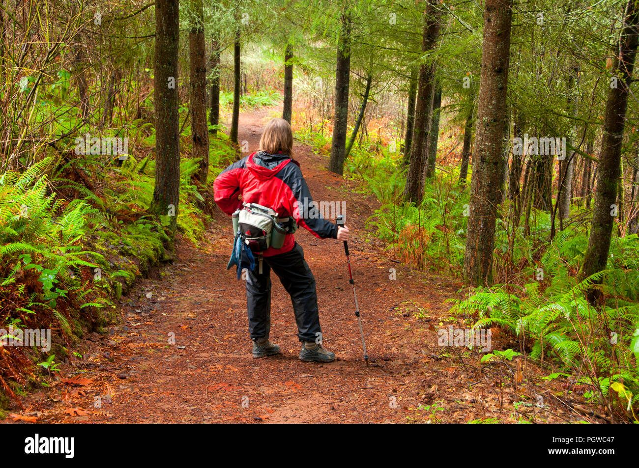 Woods Tour, Magness Memorial Tree Farm, Oregon Stock Photo - Alamy
