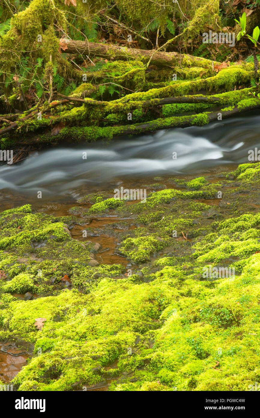 Corral Creek, Magness Memorial Tree Farm, Oregon Stock Photo - Alamy