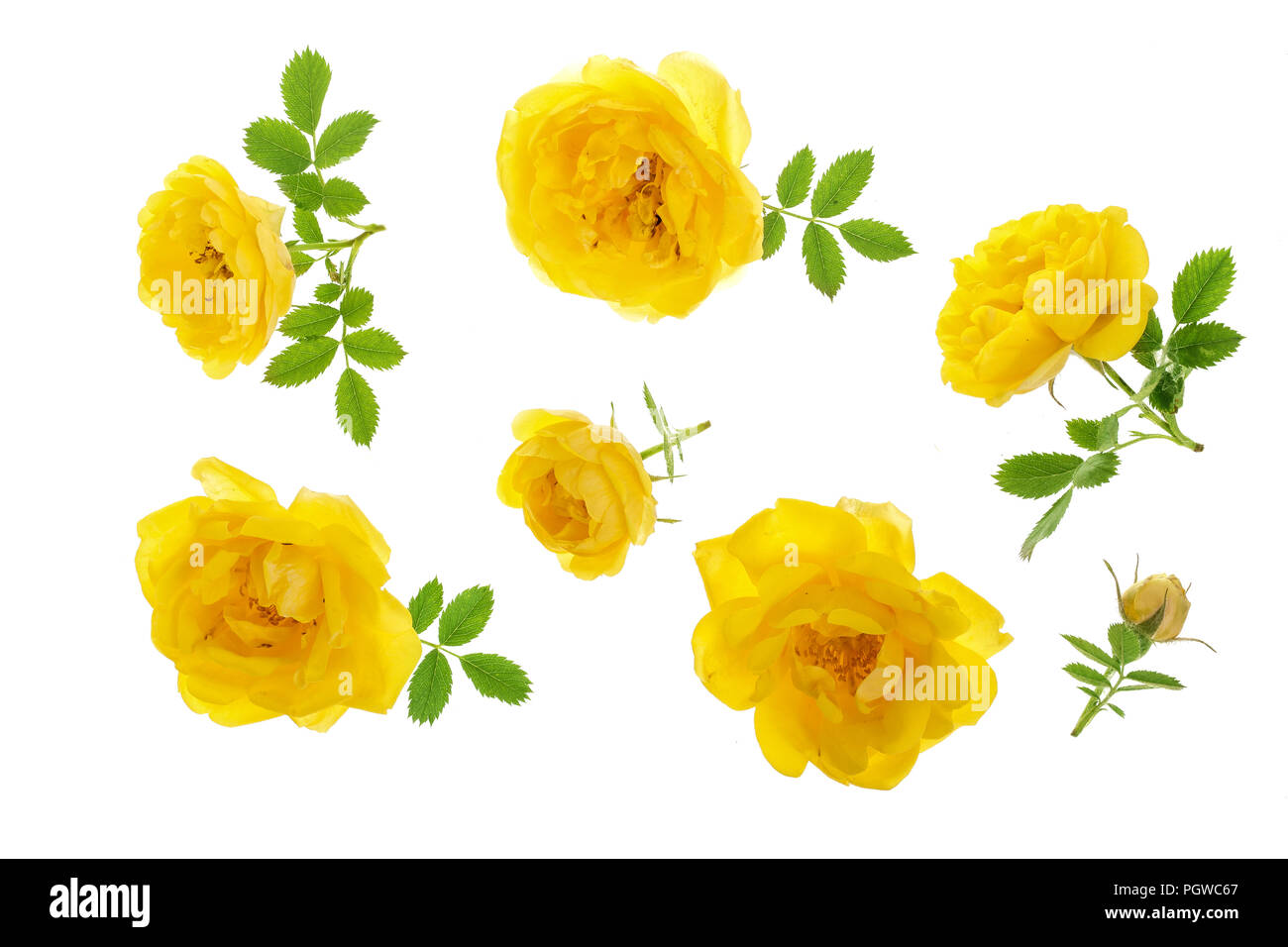wild yellow rose blooming flower isolated on a white background. Top ...