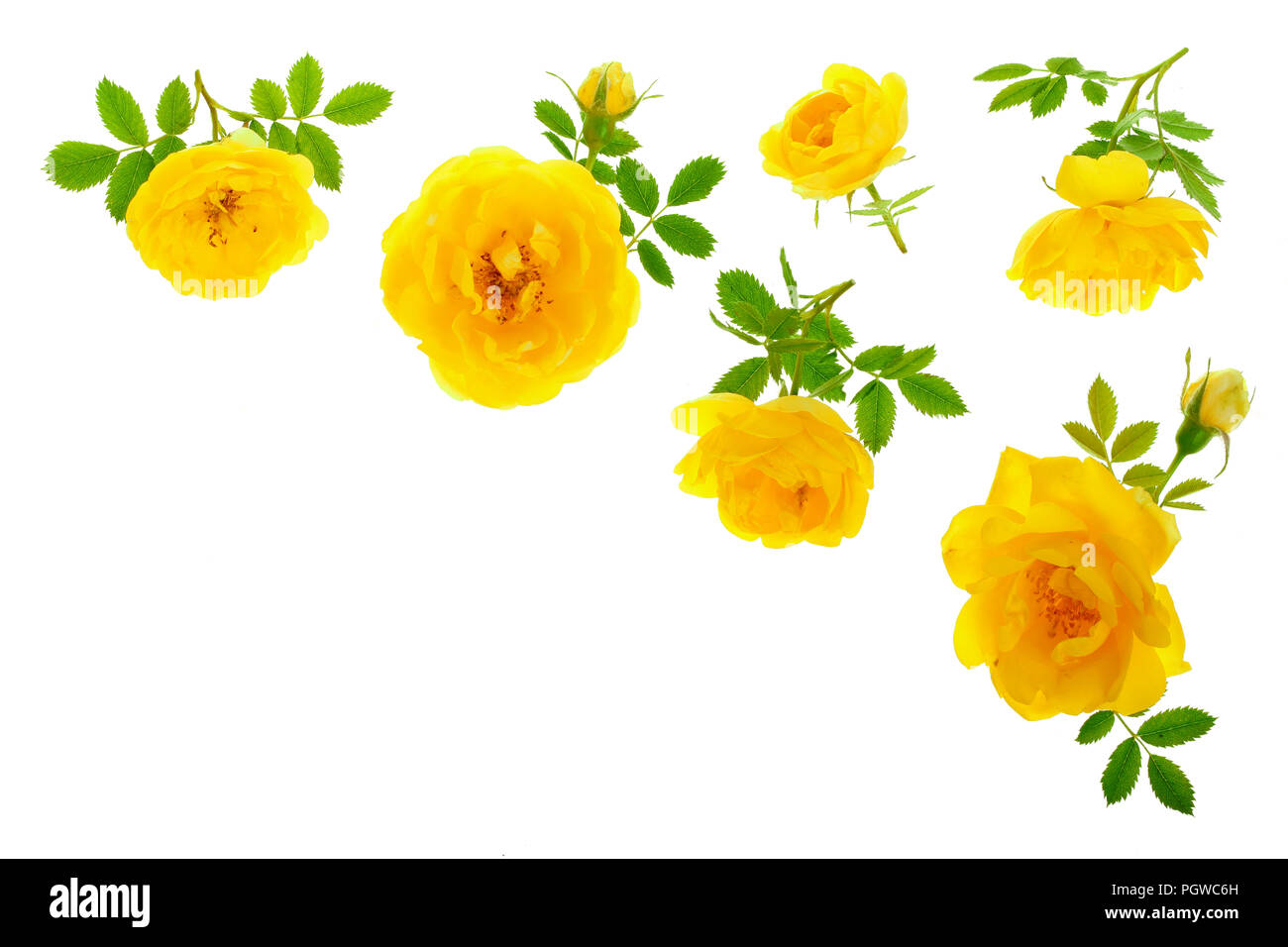wild yellow rose blooming flower isolated on a white background with ...