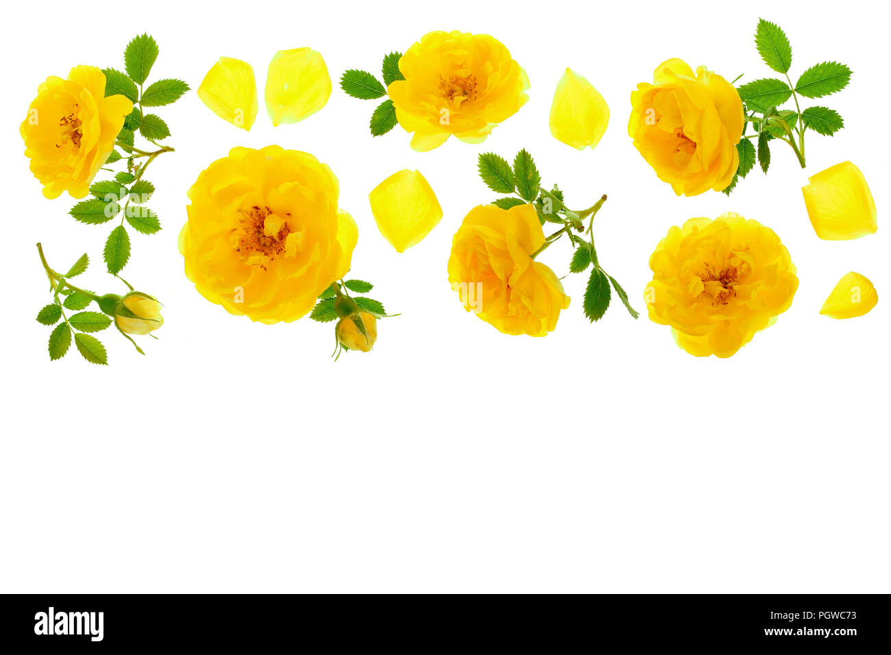 wild yellow rose blooming flower isolated on a white background with ...