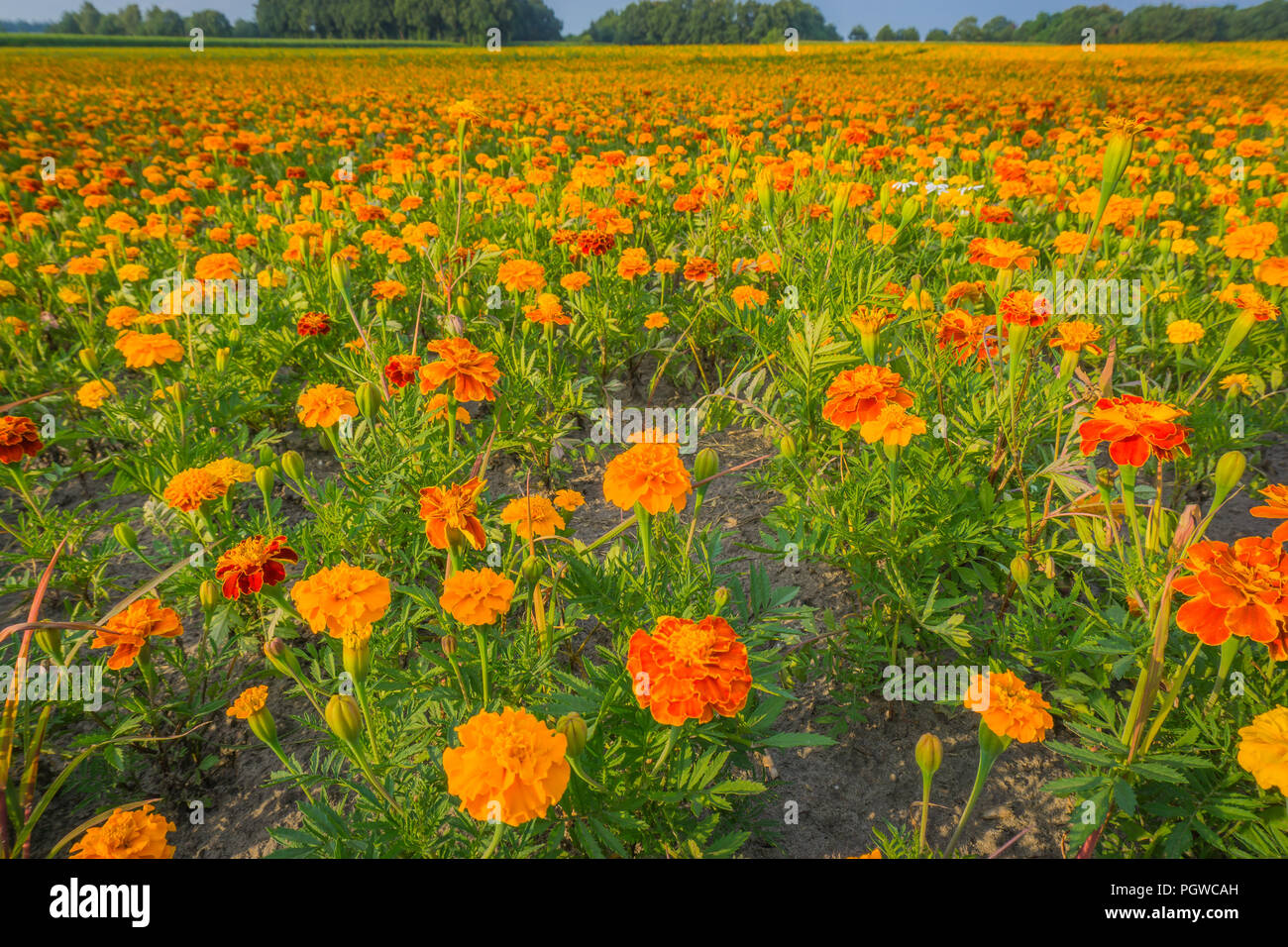 Marigold fields hi-res stock photography and images - Alamy