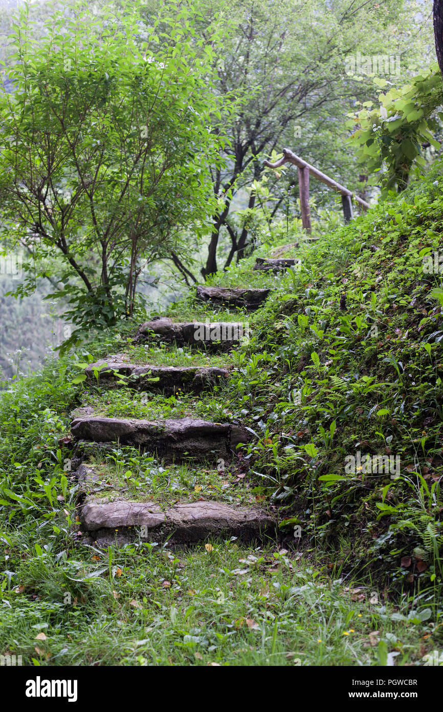 Old concrete staircase overgrown green hi-res stock photography and ...