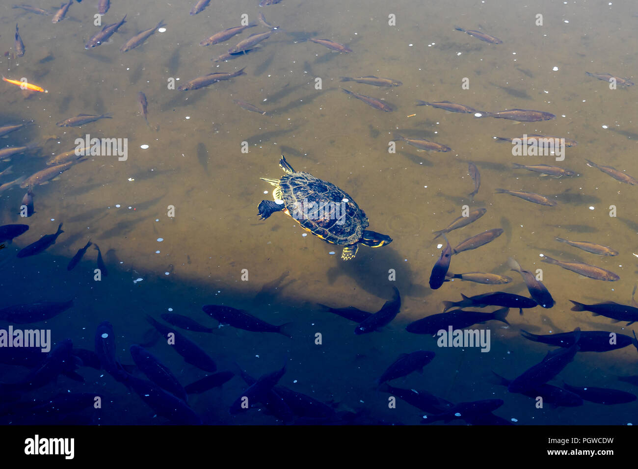 Little turtle swimming among fish Stock Photo - Alamy