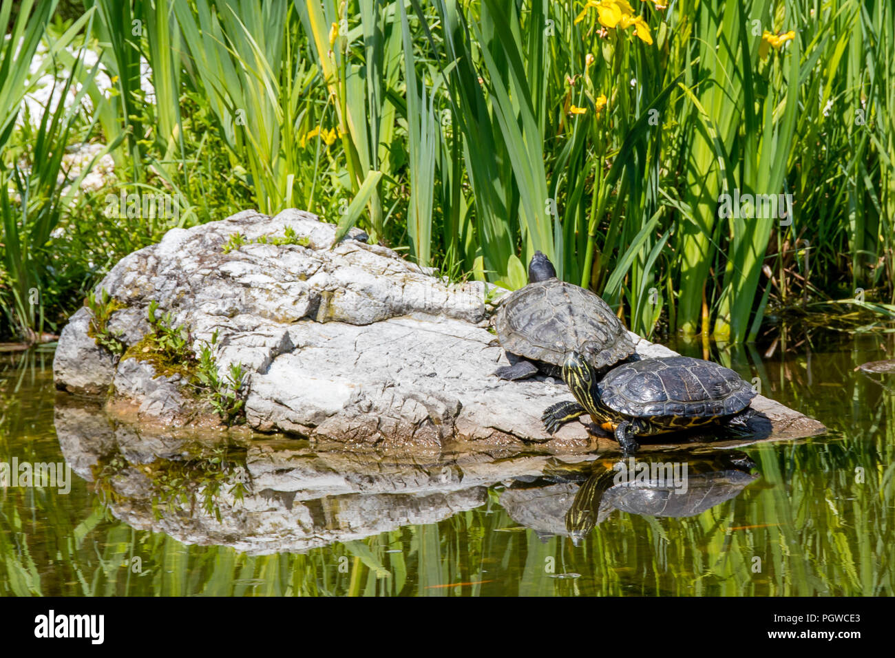Stone garden turtles hi-res stock photography and images - Alamy