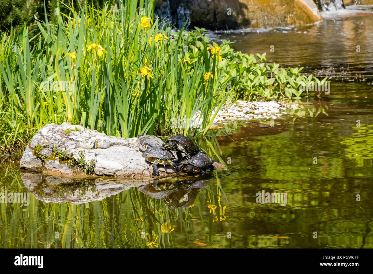 Japanese stone turtle hi-res stock photography and images - Alamy
