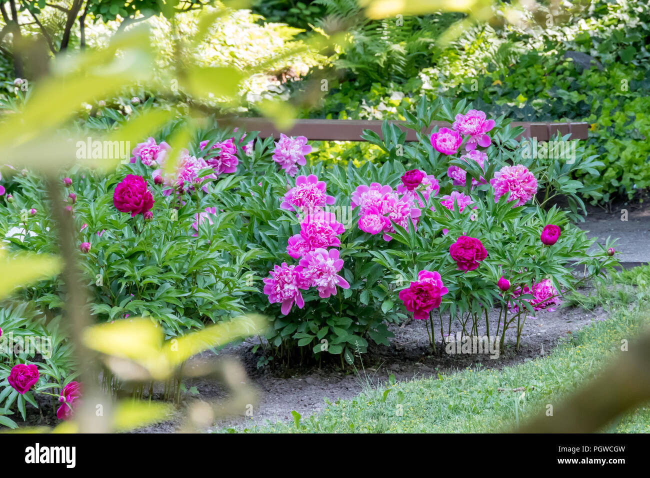 Purple flowers in the Japanese garden Stock Photo - Alamy