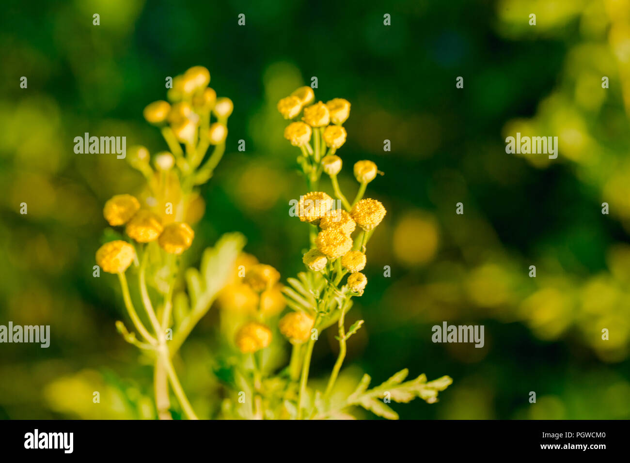 Yellow flowers of common tansy, Tanacetum vulgare Stock Photo - Alamy