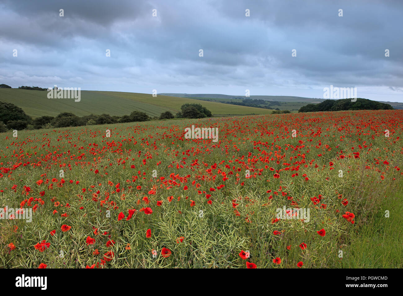 A field of Poppies - Papaver rhoeas on the South Downs National Park ...